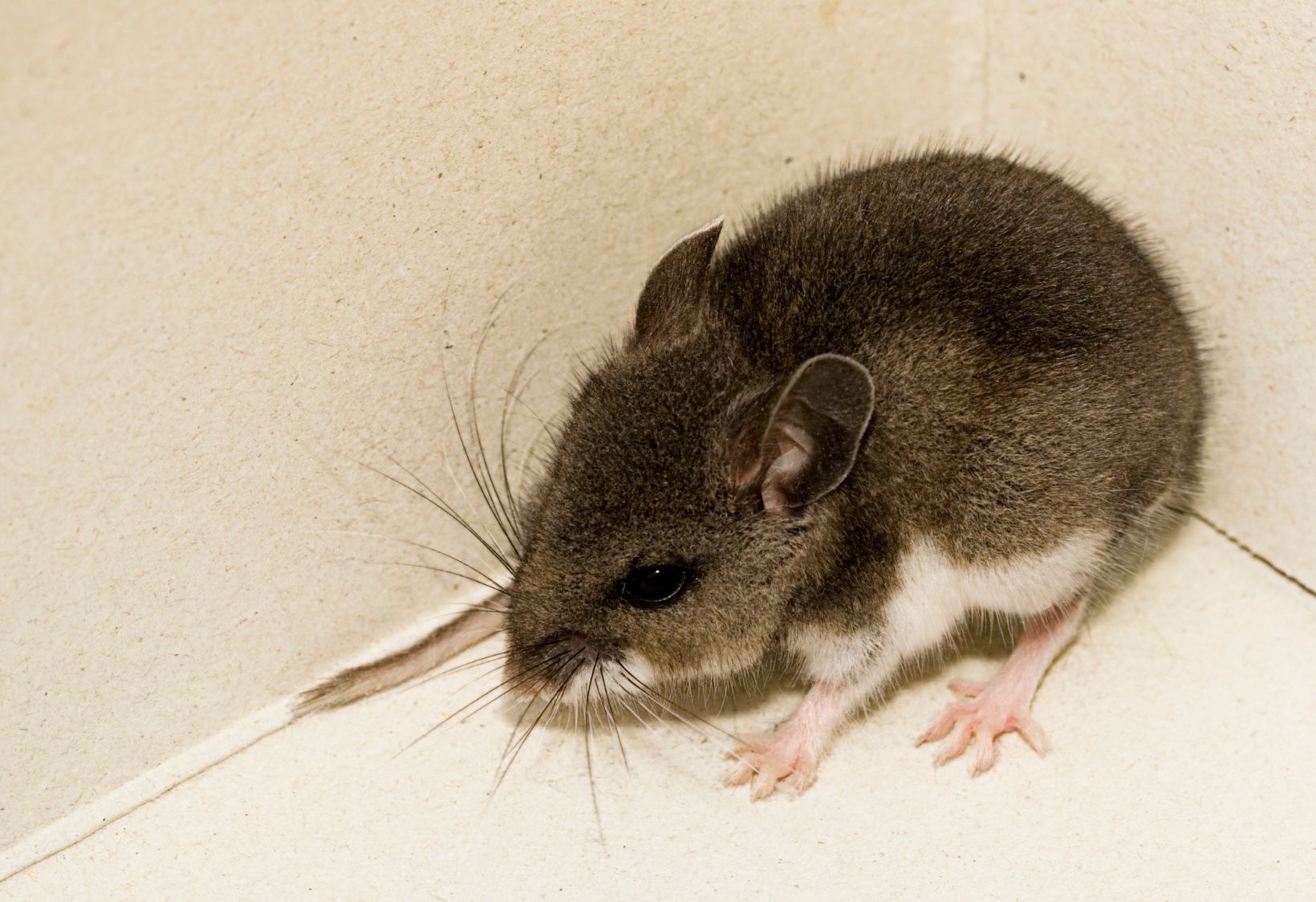 Mouse Pest Control Services